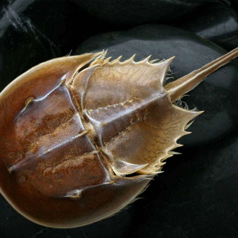 Testing laboratory Microbiology - BBF Sterilisationsservice GmbH